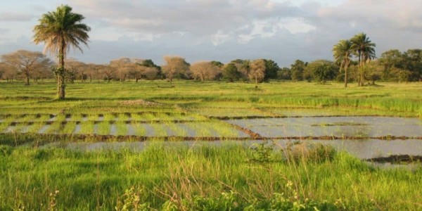 SENEGAL: in the Senegal River Valley, climate-smart agriculture - EXPADD